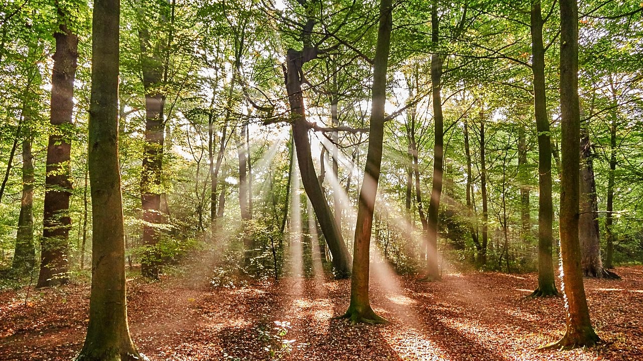 Nature-based solutions | Shell Global